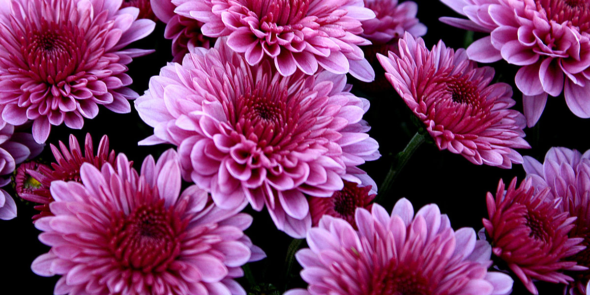 Pylon® Miticide - Insecticide | BASF Ornamental Products for ...