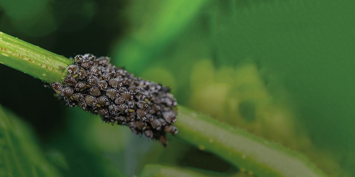 Sultan® Miticide | BASF Ornamental Products for Greenhouses and Nurseries